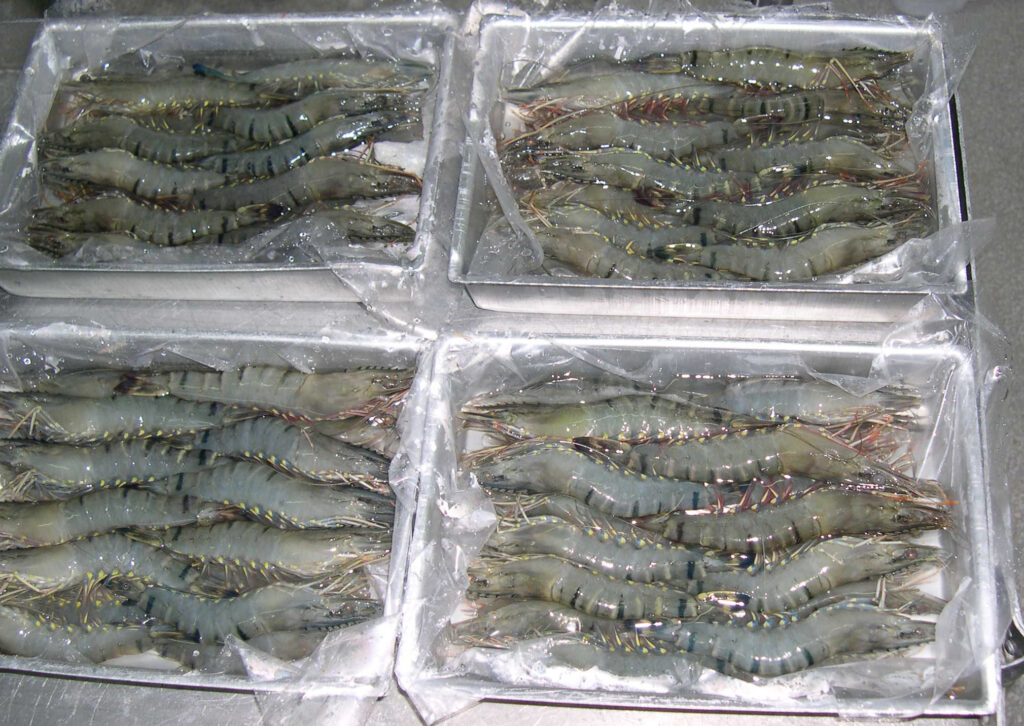 Black Tiger shrimp HOSO – RAINBOW | seafood supplier